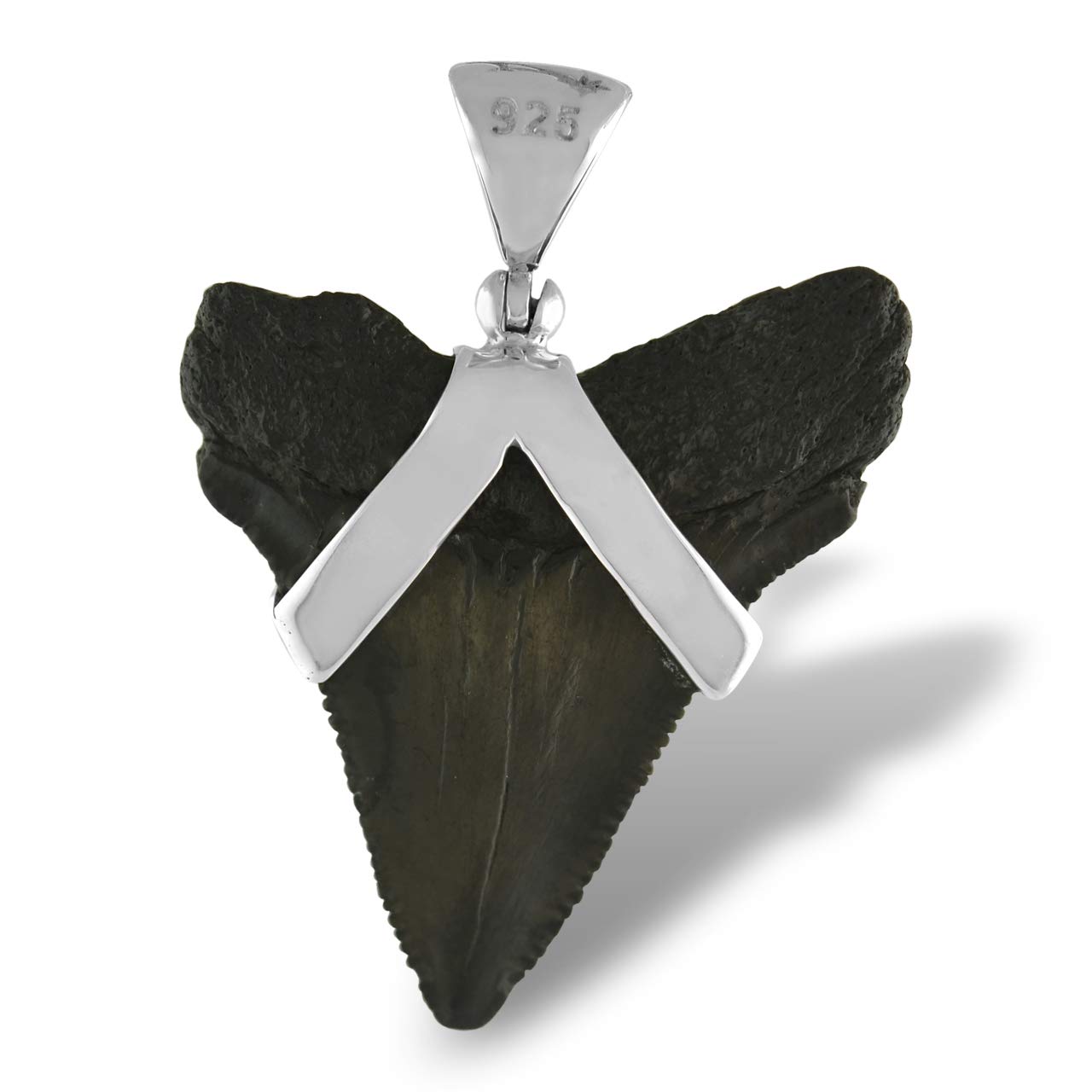 Starborn Fossil Shark Tooth Pendant in Sterling Silver - MD