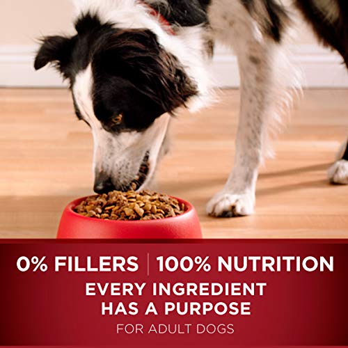 Purina ONE High Protein, Natural Dry Dog Food, True Instinct With Real Turkey & Venison - 3.8 lb. Bag