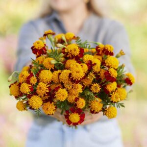 french marigold (double) seeds - tiger eyes - packet - yellow/orange flower seeds, heirloom seed attracts bees, attracts butterflies, attracts hummingbirds, attracts pollinators