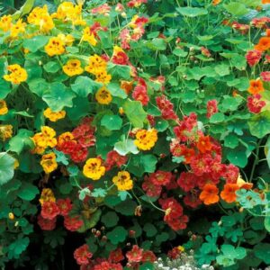 Eden Brothers Nasturtium Seeds (Dwarf) - Jewel Mix Non-GMO Seeds for Planting, Packet | Low-Maintenance Flower Seeds, Plant During Spring Season, Zones 1, 10, 2, 3, 4, 5, 6, 7, 8, 9