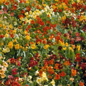 Eden Brothers Nasturtium Seeds (Dwarf) - Jewel Mix Non-GMO Seeds for Planting, Packet | Low-Maintenance Flower Seeds, Plant During Spring Season, Zones 1, 10, 2, 3, 4, 5, 6, 7, 8, 9