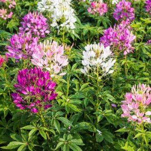 cleome seeds - mixed colors - packet - pink/purple/white flower seeds, heirloom seed attracts bees, attracts butterflies, attracts hummingbirds, attracts pollinators, extended bloom time, fragrant