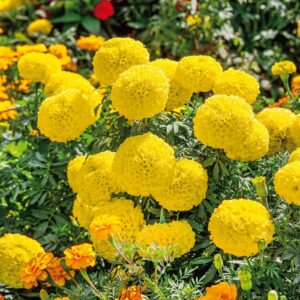 african marigold seeds - mary helen - packet - yellow flower seeds, heirloom seed attracts bees, attracts butterflies, attracts hummingbirds, attracts pollinators, easy to grow & maintain, edible