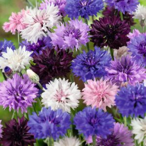 cornflower/bachelor button seeds - tall mix - packet - blue/white/pink flower seeds, heirloom seed attracts bees, attracts butterflies, attracts pollinators, edible, extended bloom time