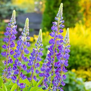 wild perennial lupine seeds - 1 ounce - purple flower seeds, heirloom seed attracts bees, attracts butterflies, attracts hummingbirds, attracts pollinators, easy to grow & maintain, fragrant