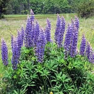 Wild Perennial Lupine Seeds - 1 Ounce - Purple Flower Seeds, Heirloom Seed Attracts Bees, Attracts Butterflies, Attracts Hummingbirds, Attracts Pollinators, Easy to Grow & Maintain, Fragrant