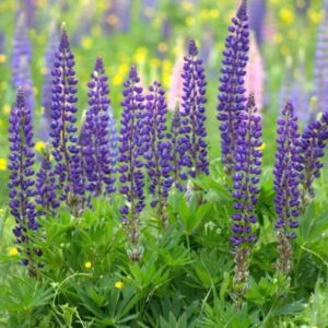 Wild Perennial Lupine Seeds - 1 Ounce - Purple Flower Seeds, Heirloom Seed Attracts Bees, Attracts Butterflies, Attracts Hummingbirds, Attracts Pollinators, Easy to Grow & Maintain, Fragrant