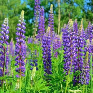 Wild Perennial Lupine Seeds - 1 Ounce - Purple Flower Seeds, Heirloom Seed Attracts Bees, Attracts Butterflies, Attracts Hummingbirds, Attracts Pollinators, Easy to Grow & Maintain, Fragrant