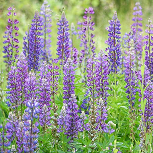 Wild Perennial Lupine Seeds - 1 Ounce - Purple Flower Seeds, Heirloom Seed Attracts Bees, Attracts Butterflies, Attracts Hummingbirds, Attracts Pollinators, Easy to Grow & Maintain, Fragrant