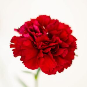 carnation seeds - etincellant - packet - red flower seeds, heirloom seed attracts bees, attracts butterflies, attracts pollinators, edible, fragrant, container garden