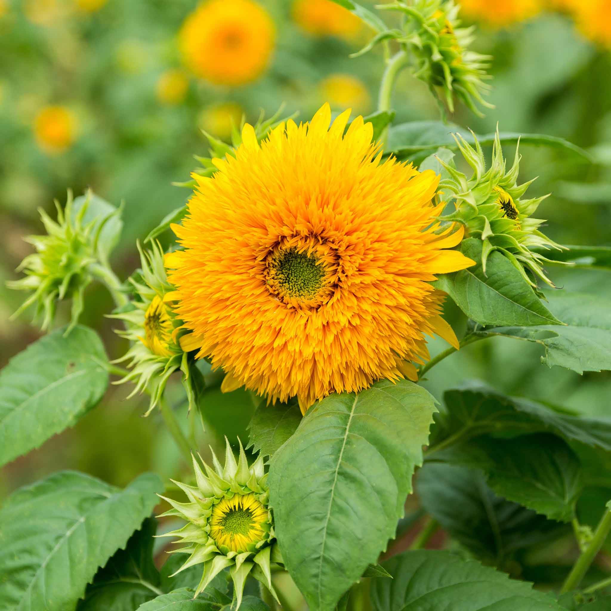 Sunflower Seeds - Tall Teddy Bear - Packet - Yellow Flower Seeds, Open Pollinated Seed Attracts Bees, Attracts Butterflies, Attracts Pollinators, Easy to Grow & Maintain, Container Garden