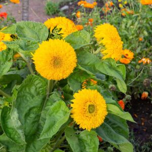 Sunflower Seeds - Tall Teddy Bear - Packet - Yellow Flower Seeds, Open Pollinated Seed Attracts Bees, Attracts Butterflies, Attracts Pollinators, Easy to Grow & Maintain, Container Garden