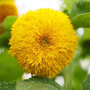 Sunflower Seeds - Tall Teddy Bear - Packet - Yellow Flower Seeds, Open Pollinated Seed Attracts Bees, Attracts Butterflies, Attracts Pollinators, Easy to Grow & Maintain, Container Garden