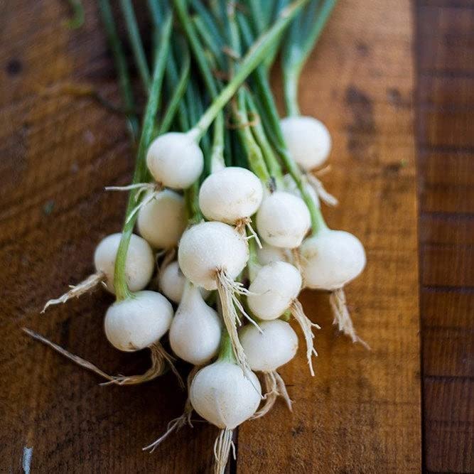 Onion Seeds (Pearl/Pickling) - Crystal White Wax - Packet - Vegetable Seeds, Heirloom Seed Root Vegetable, Container Garden