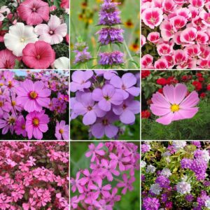 eden brothers pretty in pink wildflower mixed seeds for planting, 1/4 lb, 120,000+ seeds with candytuft, rose mallow | attracts pollinators, plant in spring or fall, zones 3, 4, 5, 6, 7, 8, 9, 10