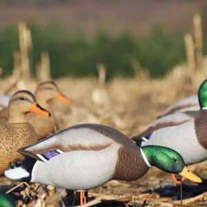 Flambeau Outdoors 8700FBU Storm Front 2 Mallard Decoys, Full Body - 6-Pack