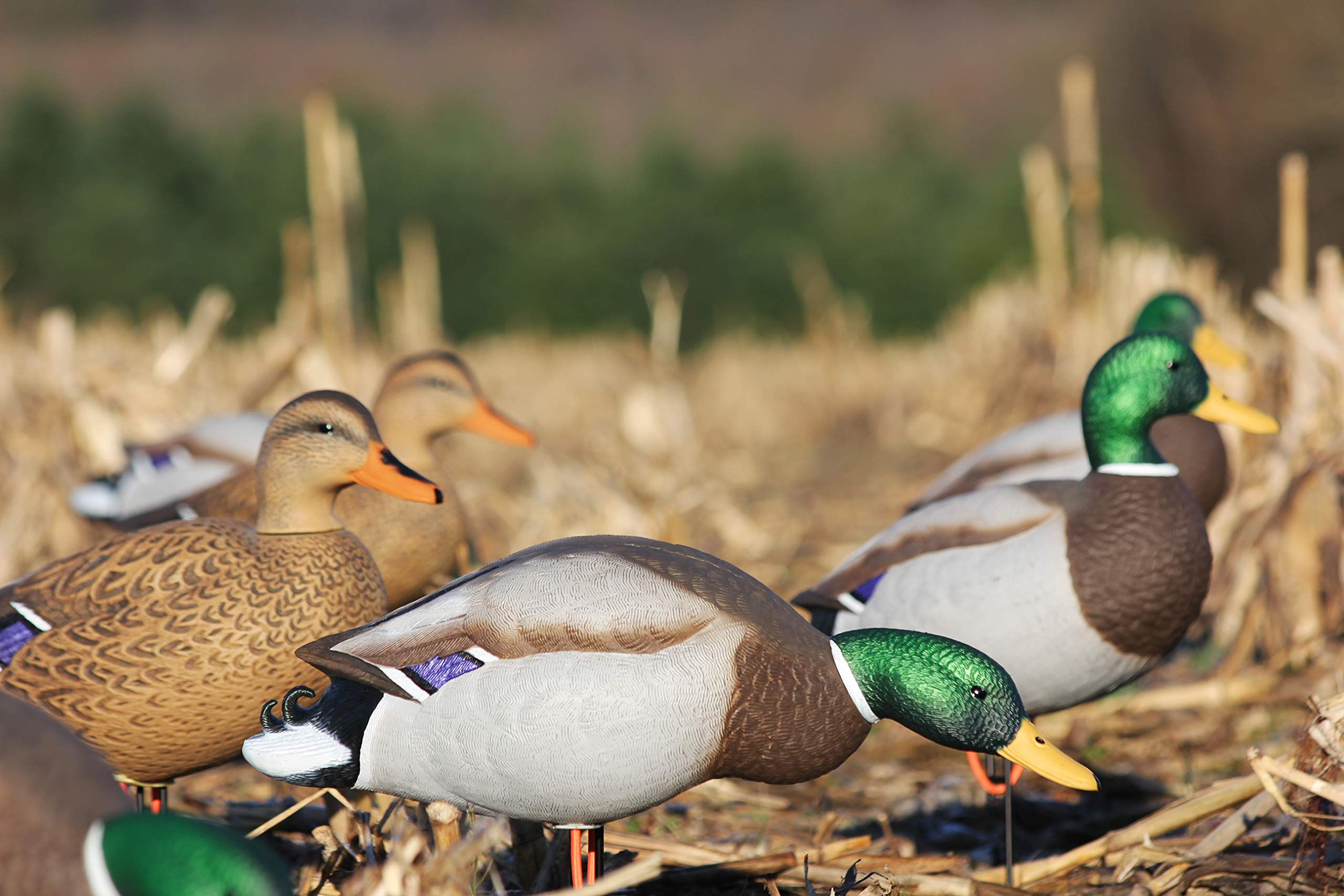 Flambeau Outdoors 8700FBU Storm Front 2 Mallard Decoys, Full Body - 6-Pack