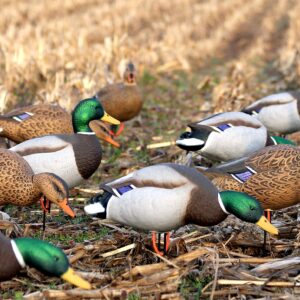 Flambeau Outdoors 8700FBU Storm Front 2 Mallard Decoys, Full Body - 6-Pack