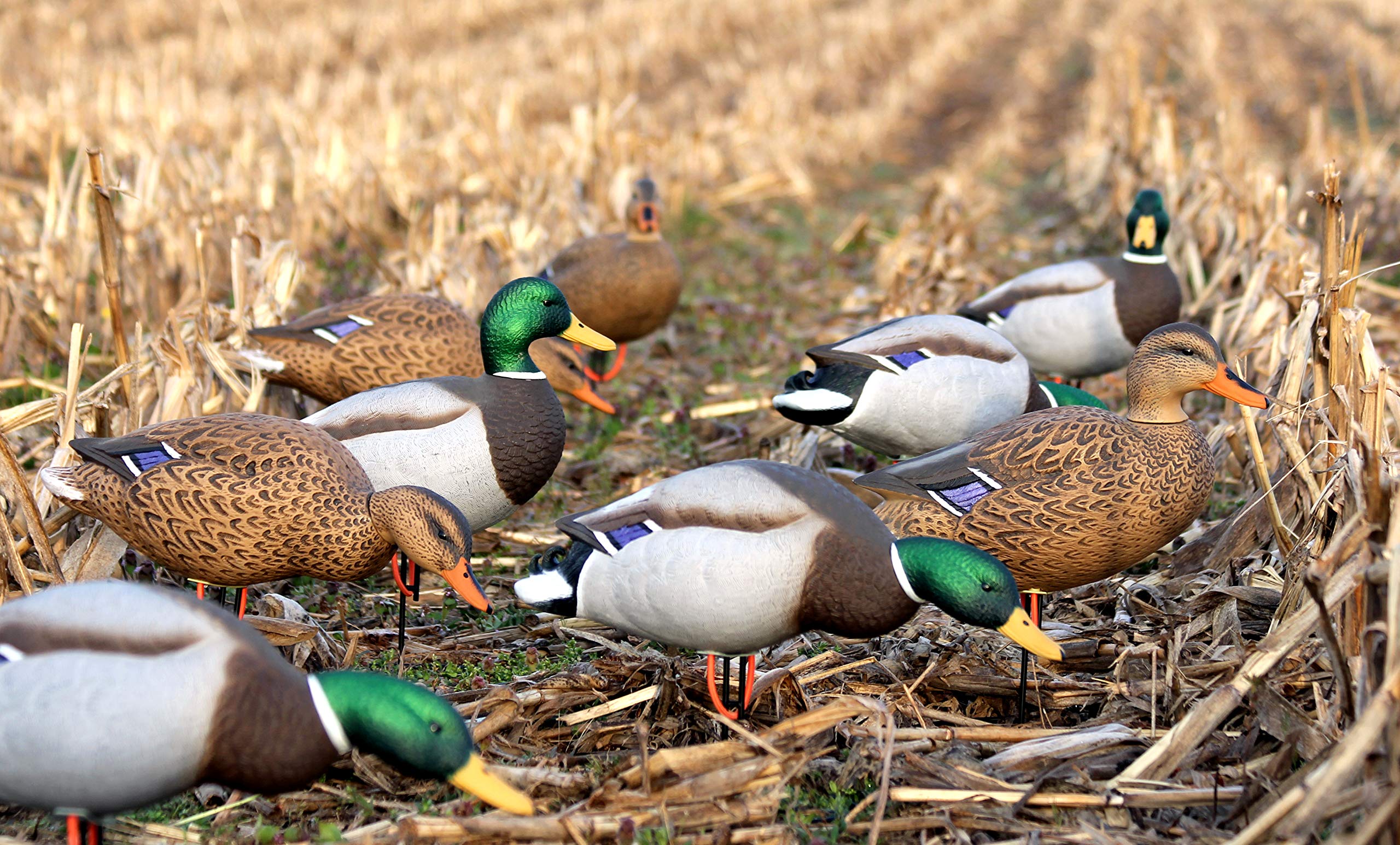 Flambeau Outdoors 8700FBU Storm Front 2 Mallard Decoys, Full Body - 6-Pack