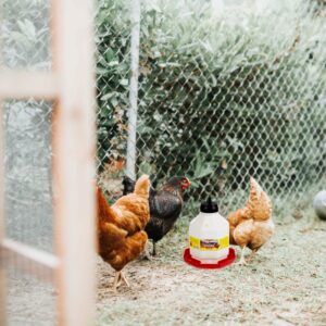 Little Giant Plastic Poultry Waterer