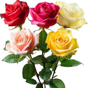 50 Assorted Roses- Two Beautiful Colors- Fresh Cut Flowers (OM)