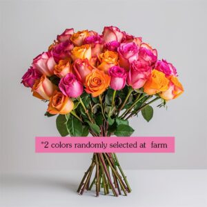 50 Assorted Roses- Two Beautiful Colors- Fresh Cut Flowers (OM)