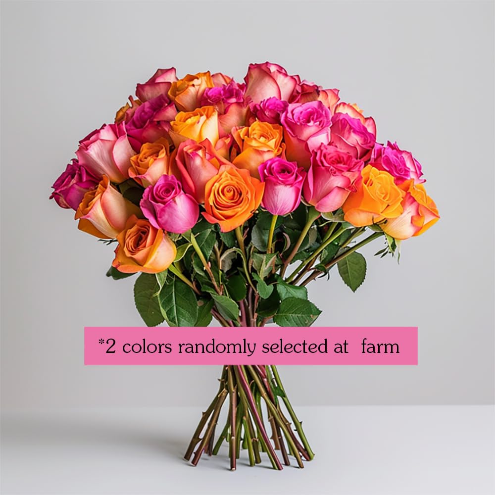 50 Assorted Roses- Two Beautiful Colors- Fresh Cut Flowers (OM)