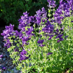 clary sage seeds - blue monday - 1 ounce - blue/purple flower seeds, open pollinated seed attracts bees, attracts butterflies, attracts hummingbirds, attracts pollinators, easy to grow & maintain