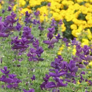 Clary Sage Seeds - Blue Monday - 1 Ounce - Blue/Purple Flower Seeds, Open Pollinated Seed Attracts Bees, Attracts Butterflies, Attracts Hummingbirds, Attracts Pollinators, Easy to Grow & Maintain