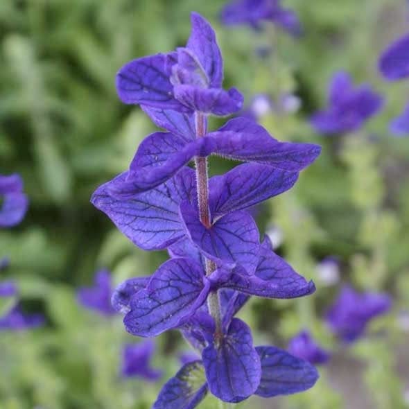 Clary Sage Seeds - Blue Monday - 1 Ounce - Blue/Purple Flower Seeds, Open Pollinated Seed Attracts Bees, Attracts Butterflies, Attracts Hummingbirds, Attracts Pollinators, Easy to Grow & Maintain