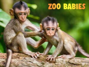 zoo babies