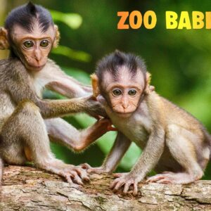 Zoo Babies