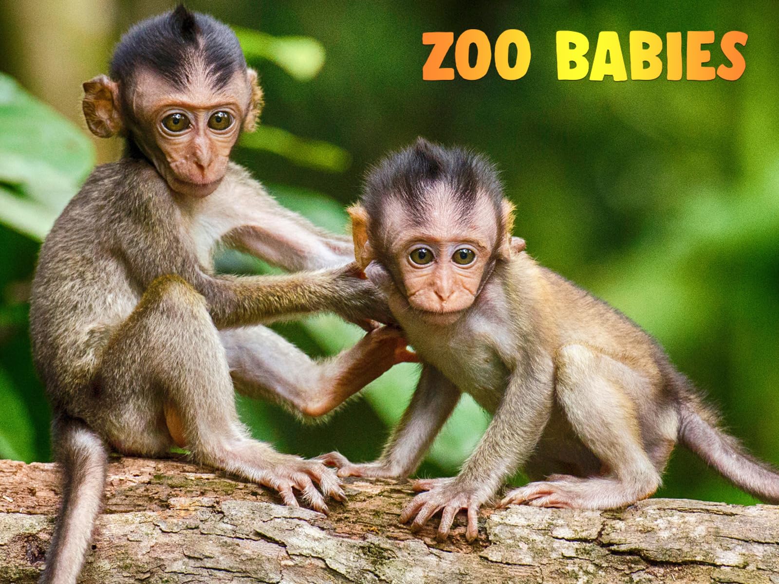 Zoo Babies