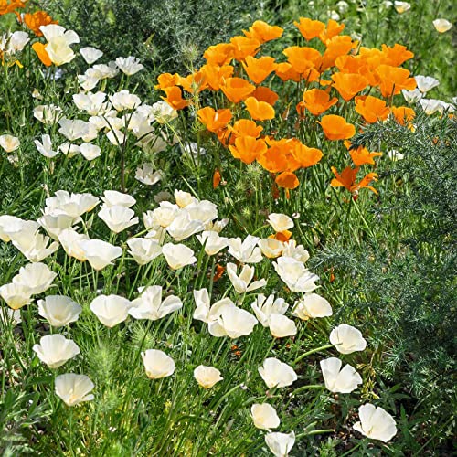 California Poppy Seeds - Ivory Castle - 1/4 Pound - White/Yellow Flower Seeds, Open Pollinated Seed Attracts Bees, Attracts Butterflies, Attracts Pollinators, Easy to Grow & Maintain, Container