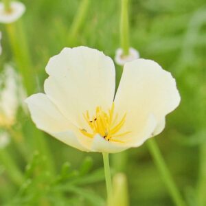 California Poppy Seeds - Ivory Castle - 1/4 Pound - White/Yellow Flower Seeds, Open Pollinated Seed Attracts Bees, Attracts Butterflies, Attracts Pollinators, Easy to Grow & Maintain, Container