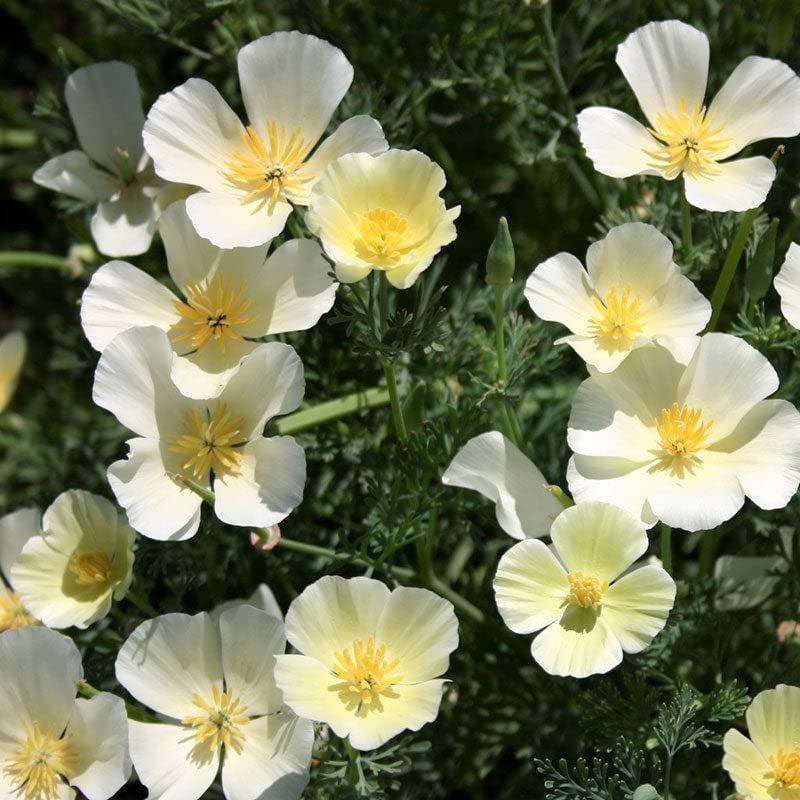 California Poppy Seeds - Ivory Castle - 1/4 Pound - White/Yellow Flower Seeds, Open Pollinated Seed Attracts Bees, Attracts Butterflies, Attracts Pollinators, Easy to Grow & Maintain, Container