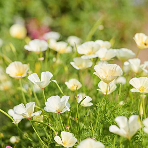 California Poppy Seeds - Ivory Castle - 1/4 Pound - White/Yellow Flower Seeds, Open Pollinated Seed Attracts Bees, Attracts Butterflies, Attracts Pollinators, Easy to Grow & Maintain, Container