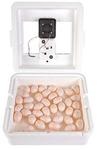 Little Giant® Digital Still Air Incubator | 41 Eggs | Egg Incubator with Temperature and Humidity Control | Chick Incubator