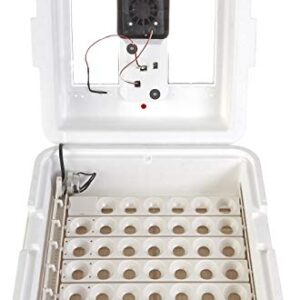 Little Giant® Digital Still Air Incubator | 41 Eggs | Egg Incubator with Temperature and Humidity Control | Chick Incubator