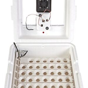 Little Giant® Digital Circulated Air Incubator with Automatic Turner | 41 Eggs | Egg Incubator with Fan and Egg Turner