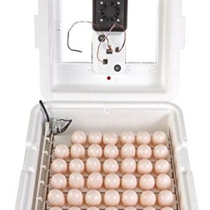 Little Giant® Digital Circulated Air Incubator with Automatic Turner | 41 Eggs | Egg Incubator with Fan and Egg Turner