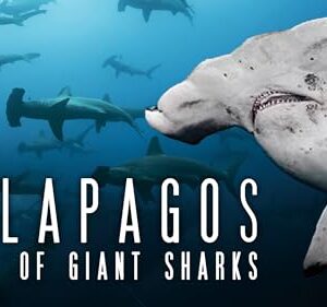 Galapagos: Realm of Giant Sharks