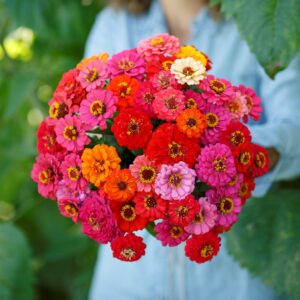 zinnia seeds (dwarf) - pepito mix - packet - pink/purple/red flower seeds, open pollinated seed attracts bees, attracts butterflies, attracts hummingbirds, attracts pollinators