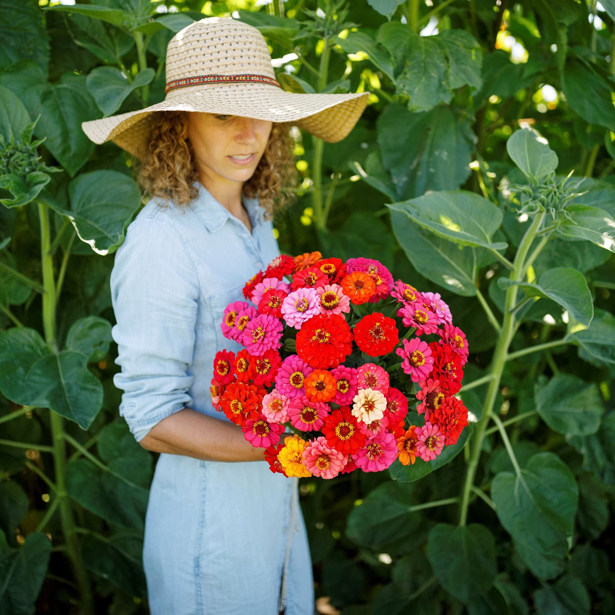 Zinnia Seeds (Dwarf) - Pepito Mix - Packet - Pink/Purple/Red Flower Seeds, Open Pollinated Seed Attracts Bees, Attracts Butterflies, Attracts Hummingbirds, Attracts Pollinators