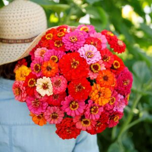 Zinnia Seeds (Dwarf) - Pepito Mix - Packet - Pink/Purple/Red Flower Seeds, Open Pollinated Seed Attracts Bees, Attracts Butterflies, Attracts Hummingbirds, Attracts Pollinators