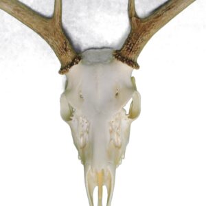 Pro Size Antler Art Crafting Epoxy Kit - Repair Horns Antlers Skulls Teeth Claws - 3 lb. Jumbo KIT -Great for Antler Lighting, Furniture, Collectibles, Antler Christmas Tree, Wreaths and More!