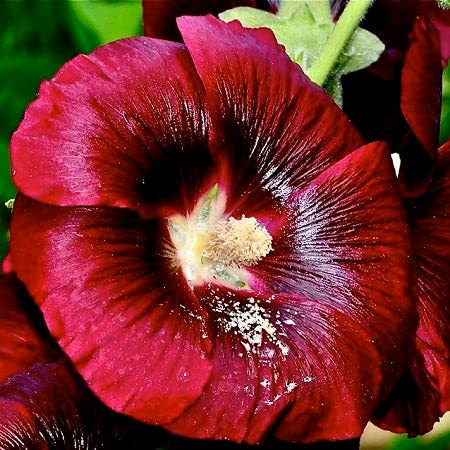 Hollyhock Seeds - Henry VIII - Red - Packet - Red Flower Seeds, Heirloom Seed Attracts Bees, Attracts Butterflies, Attracts Hummingbirds, Attracts Pollinators, Easy to Grow & Maintain, Container