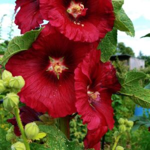 Hollyhock Seeds - Henry VIII - Red - Packet - Red Flower Seeds, Heirloom Seed Attracts Bees, Attracts Butterflies, Attracts Hummingbirds, Attracts Pollinators, Easy to Grow & Maintain, Container