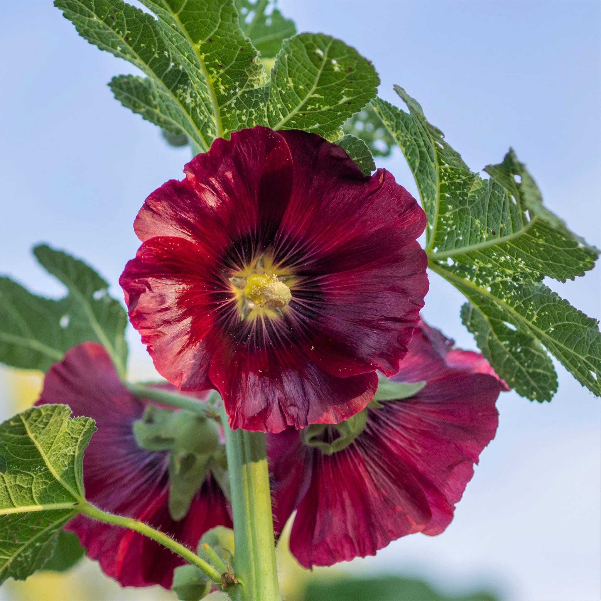 Hollyhock Seeds - Henry VIII - Red - Packet - Red Flower Seeds, Heirloom Seed Attracts Bees, Attracts Butterflies, Attracts Hummingbirds, Attracts Pollinators, Easy to Grow & Maintain, Container