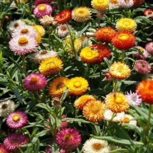 strawflower (dwarf) seeds - tom thumb mix - packet - pink/yellow/orange flower seeds, attracts bees, attracts butterflies, attracts pollinators, easy to grow & maintain, cut flower garden